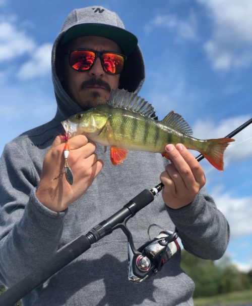 Abborre » Guide om abborrefiske » Fiska.nu - Fiskebutik