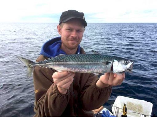 Fiska Makrill - Tips och råd » Fiska.nu - Fiskebutik